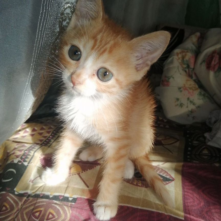 Счастливый котенок