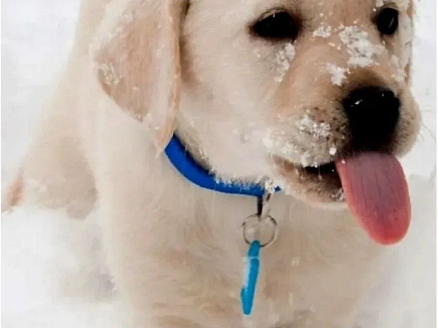 Щенки лабрадора РКФ