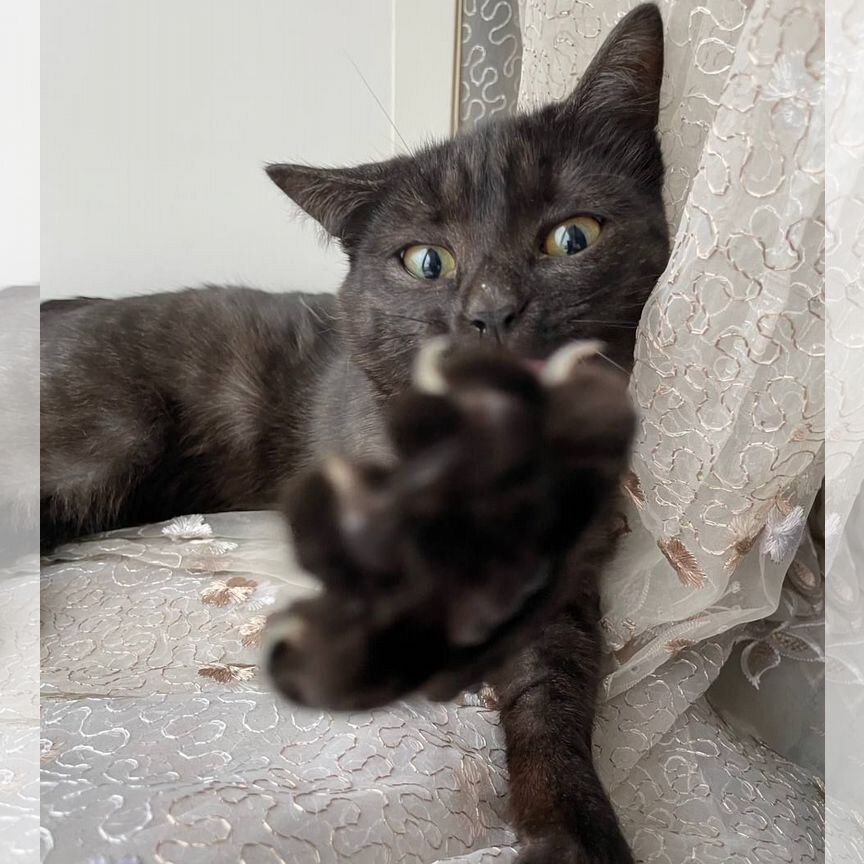 Шотландский вислоухий короткошёрстный котёнок