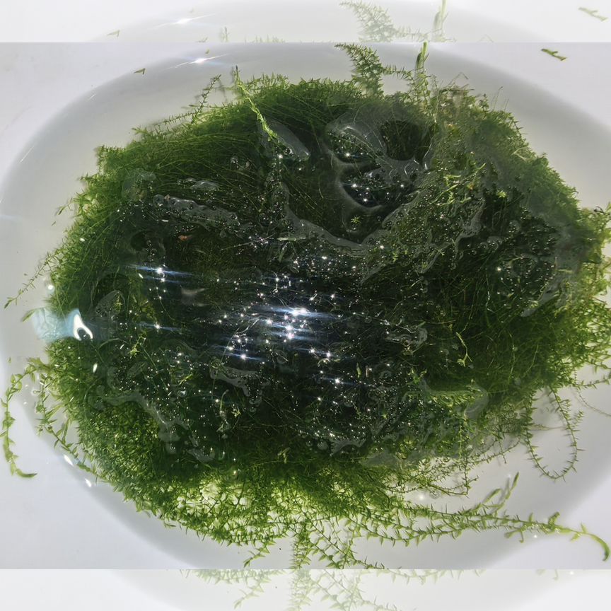 Мох для аквариума, креветок, ампуоярии, Хелены