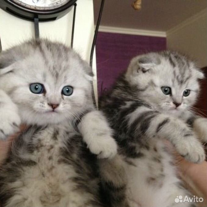 Шотландские котята вискас, пятно на серебре