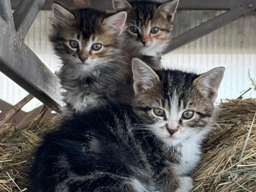 Чудесные котята