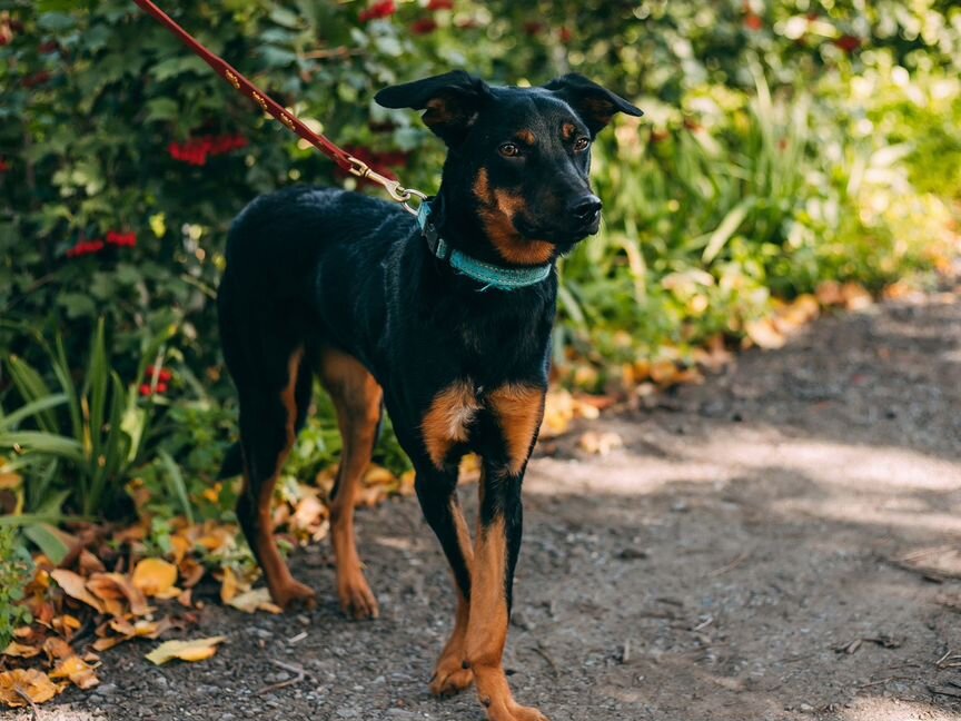 Джина ищет Заботливую семью (1,5г., стерилизована)