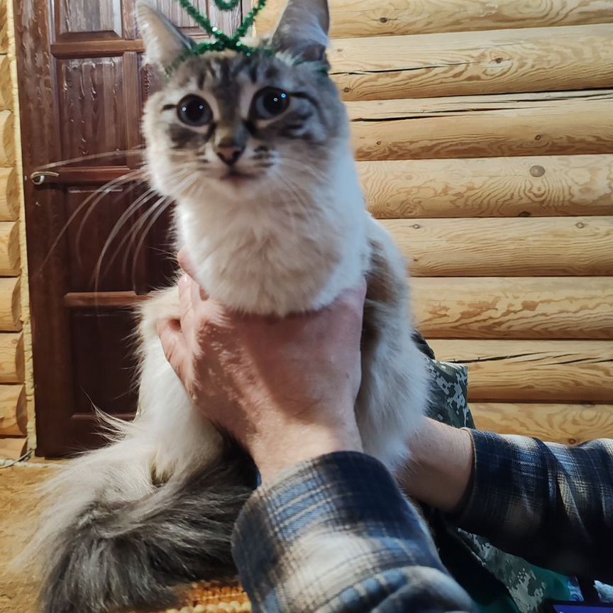 Тайский котёнок