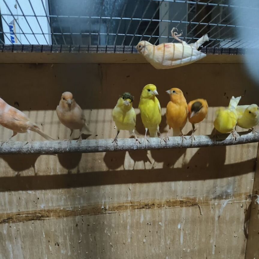 Кенары(канарейки)