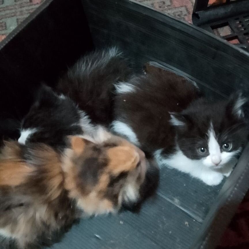 Котята в добрые руки бесплатно