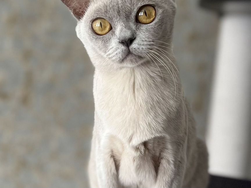Бурманские кошки