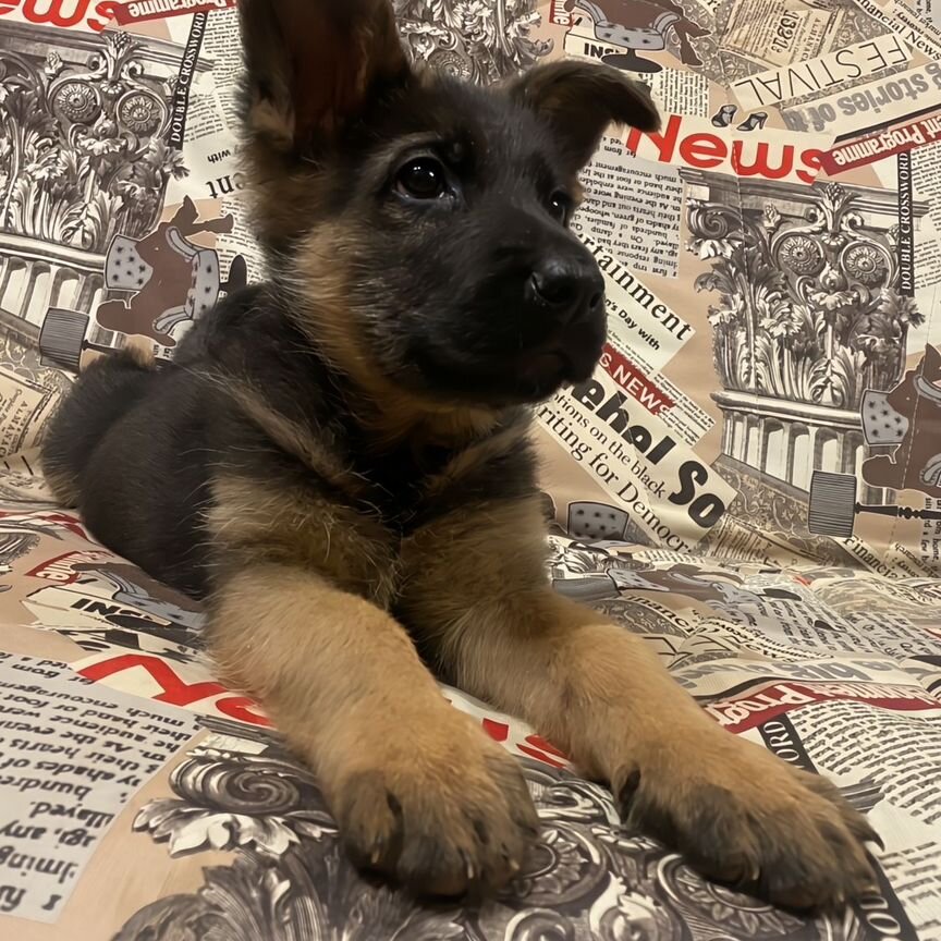 Немецкая овчарка, щенок