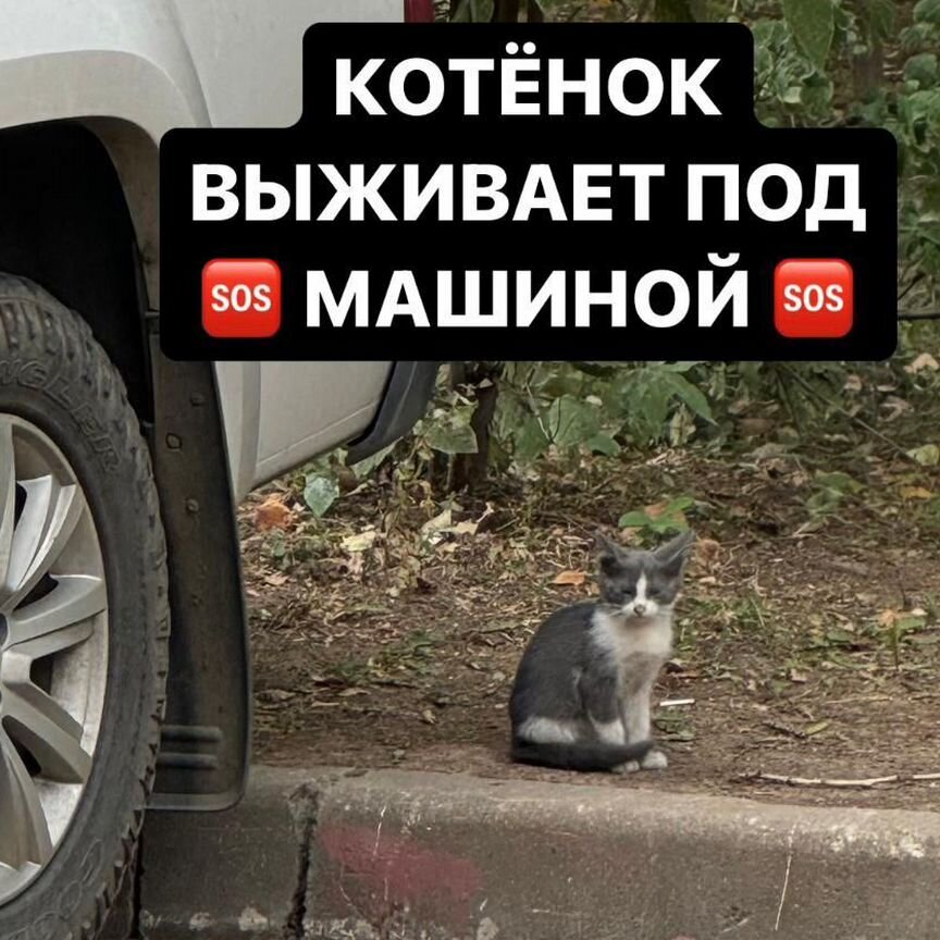 Котёнок под машинами