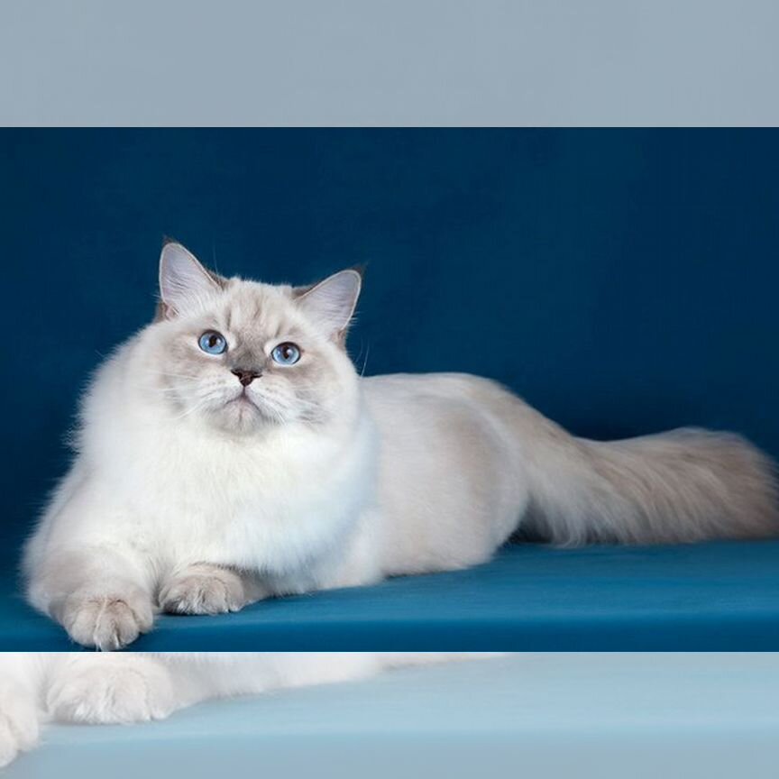 Невские котята