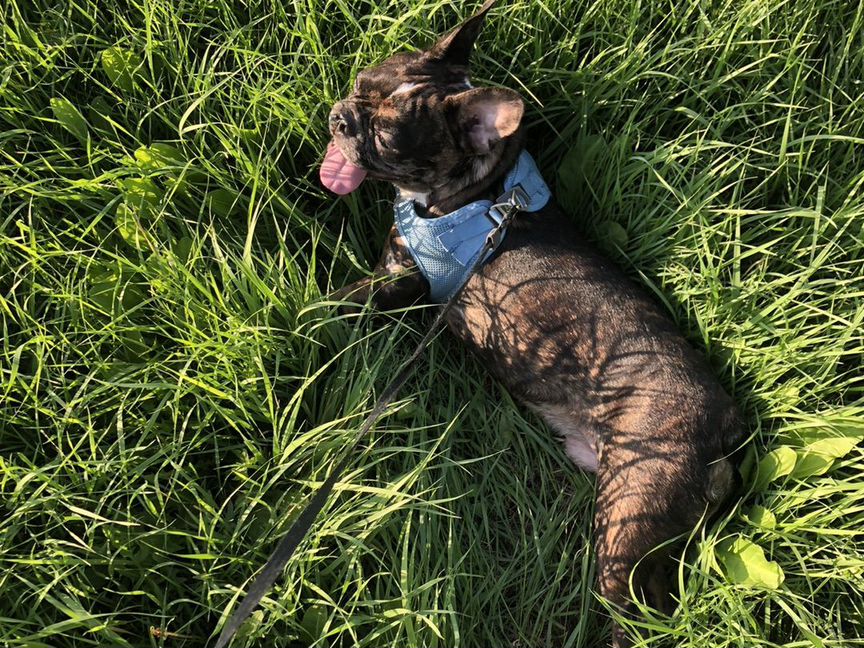 Французский бульдог