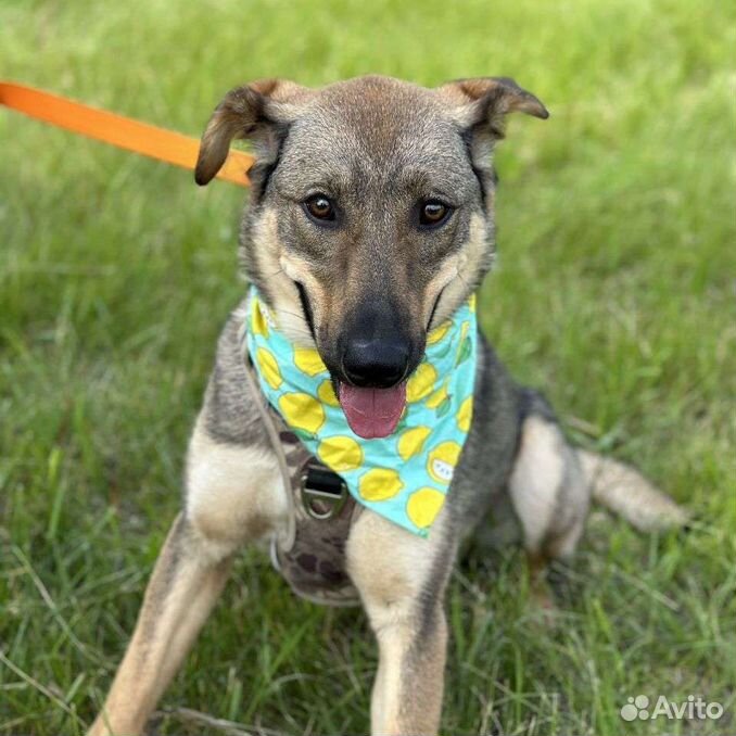 Солнечная малышка из приюта