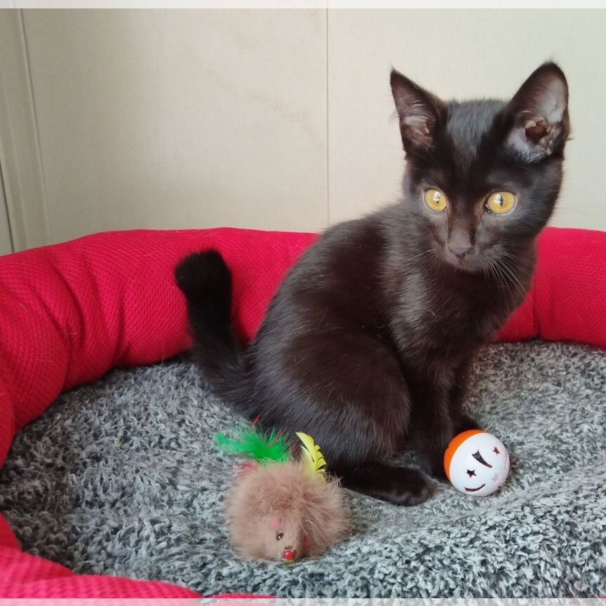 Котёнок в добрые руки