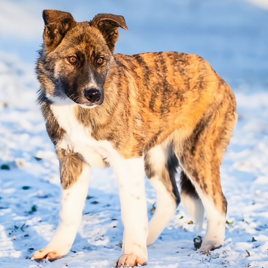 Щенок в добрые руки