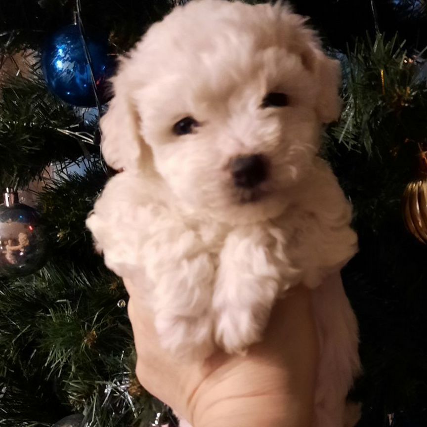 Щенки бишон фризе красноярск