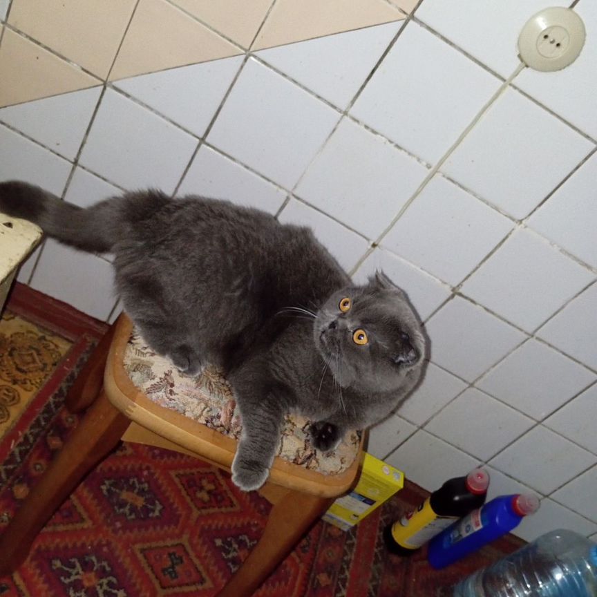 Кошка вислоухая
