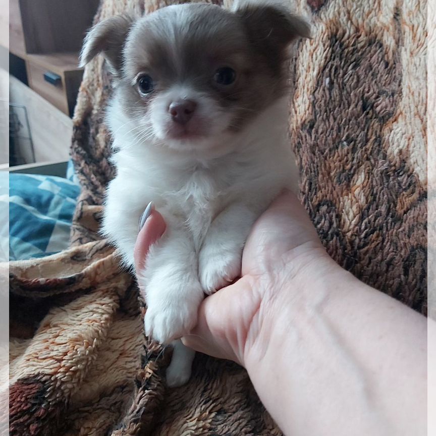 Чихуахуа, щенок