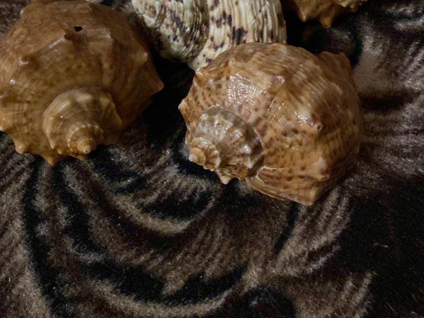 Ракушки бесплатно