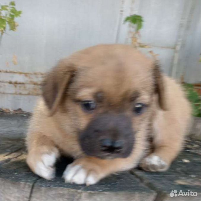 Малорослики щеночки в добрые руки