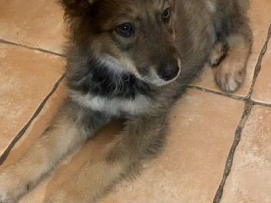 Бемби, 3,5 месяца