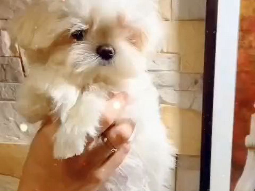 Мальтийская болонка микро, мини щенки РКФ