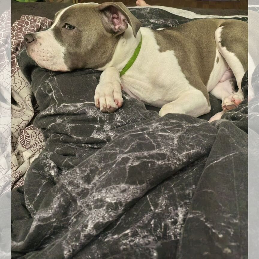 Американский стаффордширский терьер, щенок