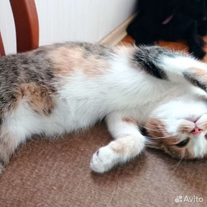 Котенок Есения. Примерно 4 мес