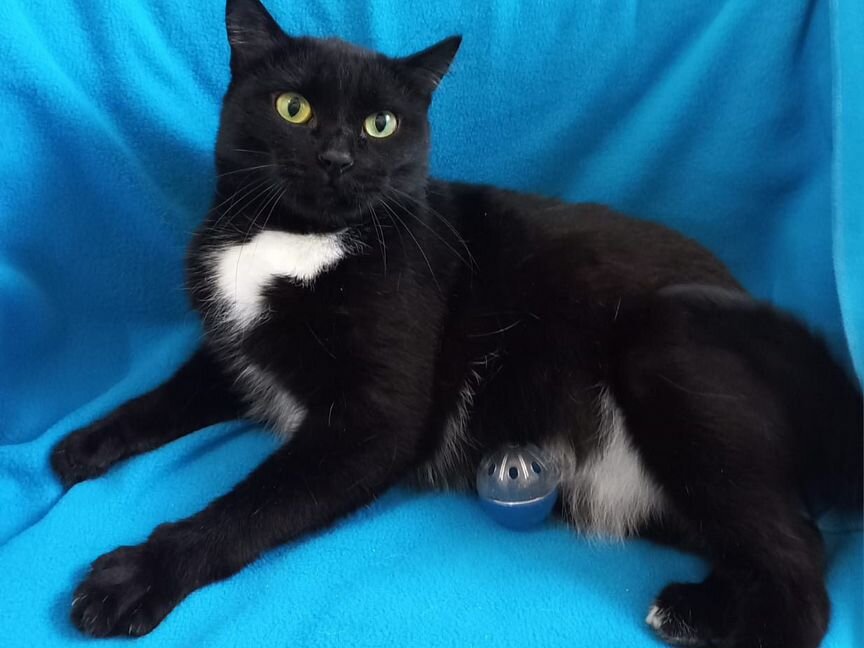 Кошка молодая