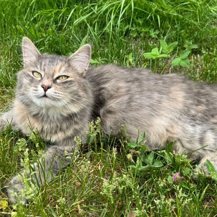 Кошка в добрые руки