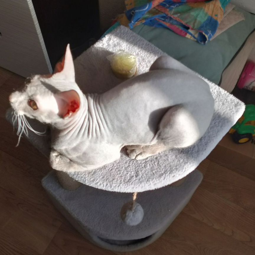 Кот сфинкс