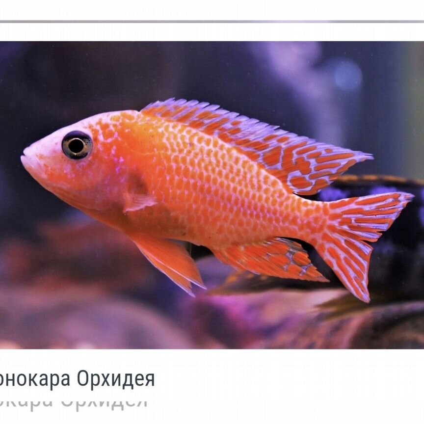 Обменяю аквариуных рыб