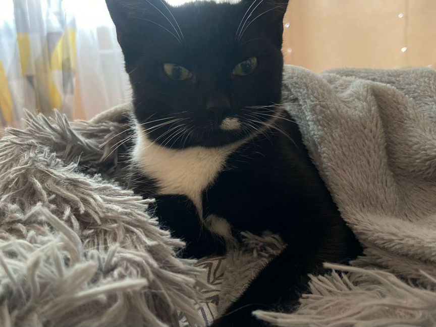 Котята ищут дом