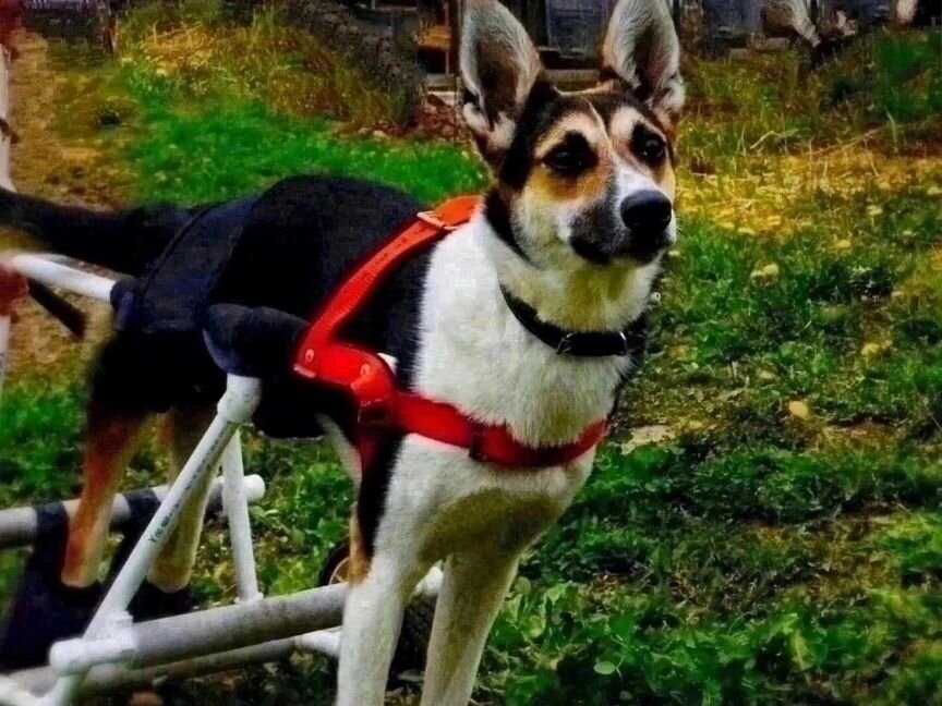 Собаке-инвалиду нужна помощь