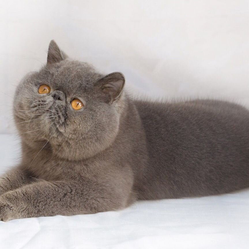 Экзотический кот вязка