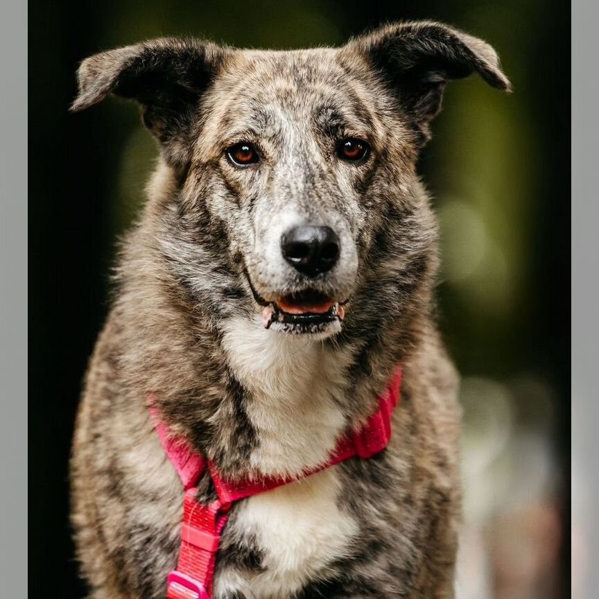 Взрослая собака в добрые руки