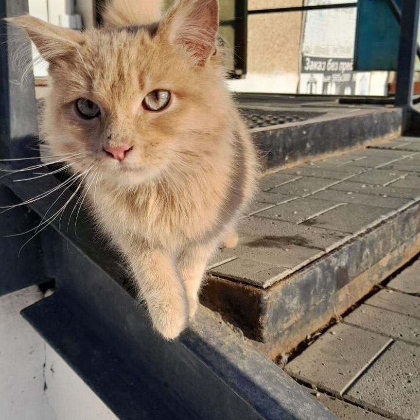 Котята в добрые руки бесплатно челябинск