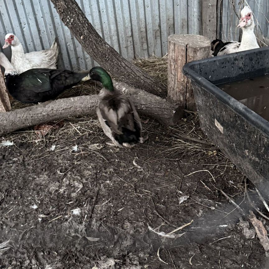 Утки селезень