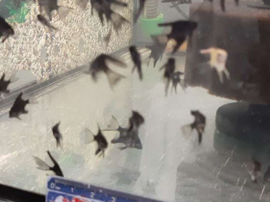 Молодь скалярии