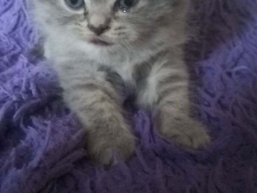 Красивый,милый котенок