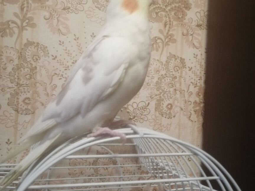Ручной попугайчик корелла
