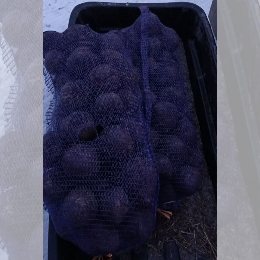 Свекла кормовая