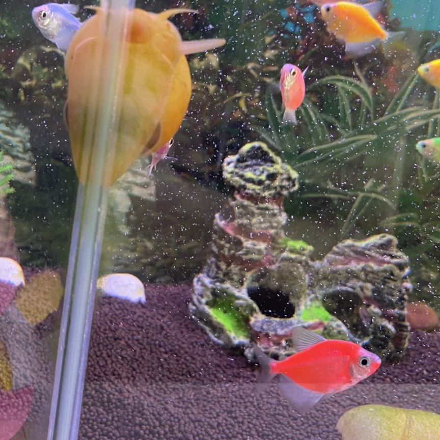 Рыбки тернеции