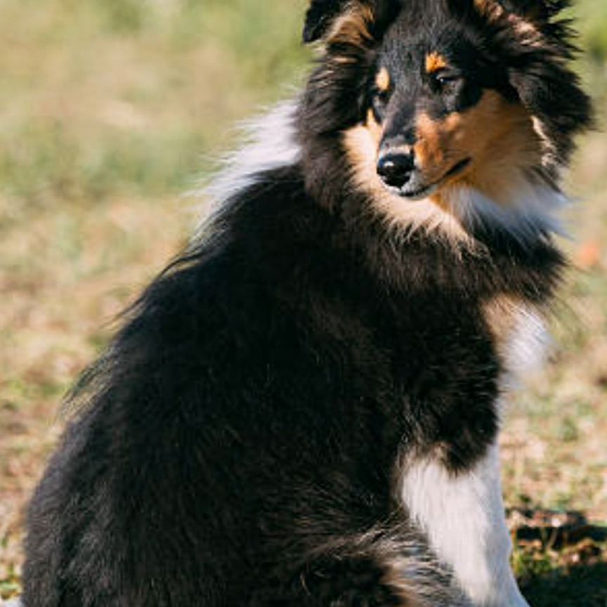 Щенок колли