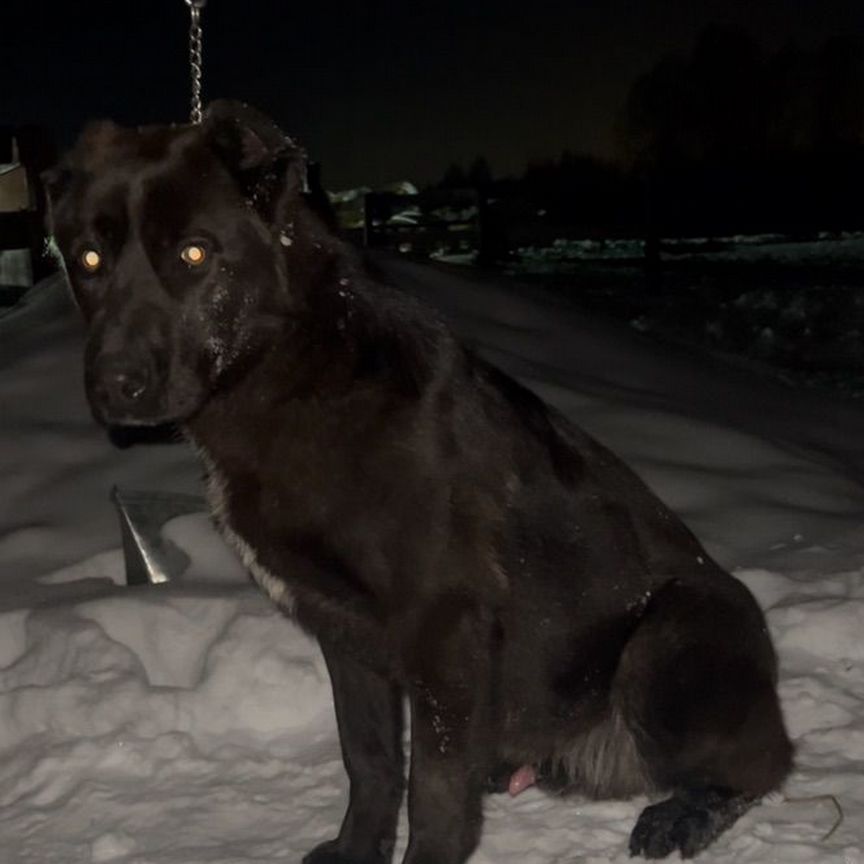 Кобель алабая