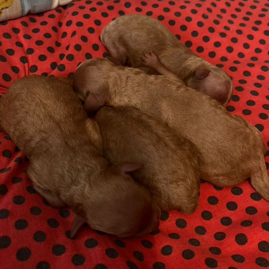 Той-пудель, щенок