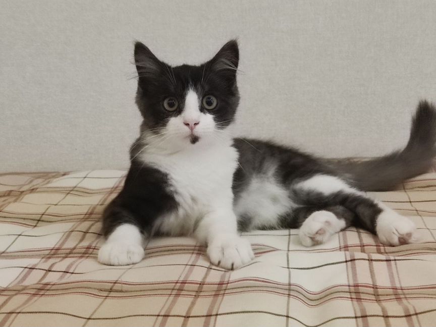 Отдам в добрые руки котенка