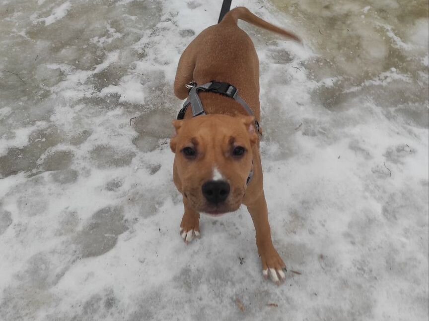 Американский стаффорд