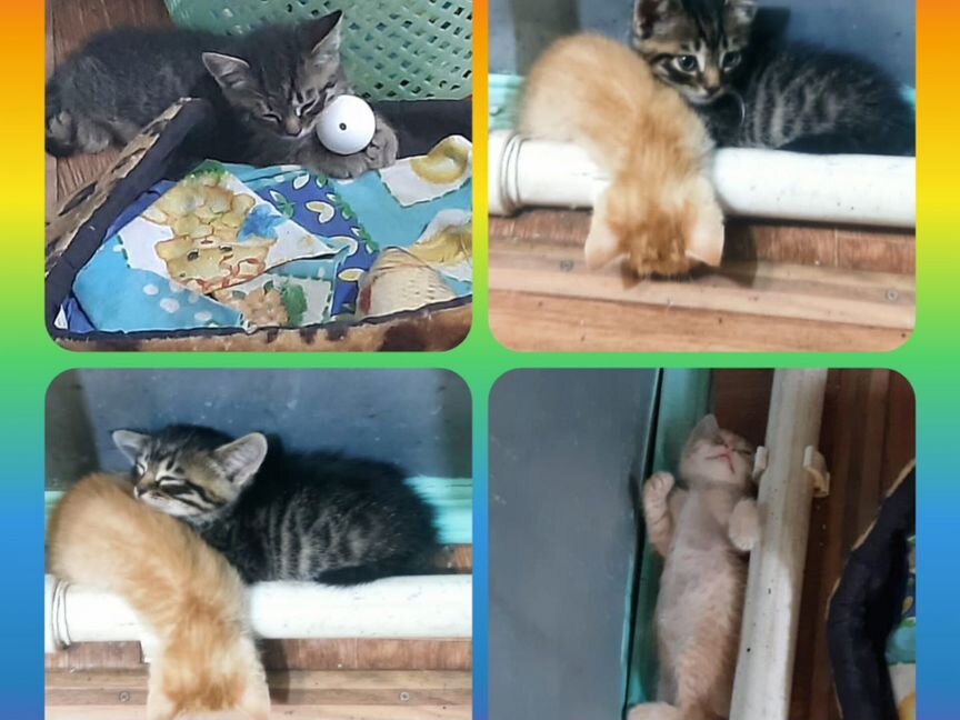 Котята в добрые руки