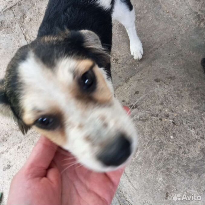 Щенкам нужен дом и самый лучший в мире хозяин