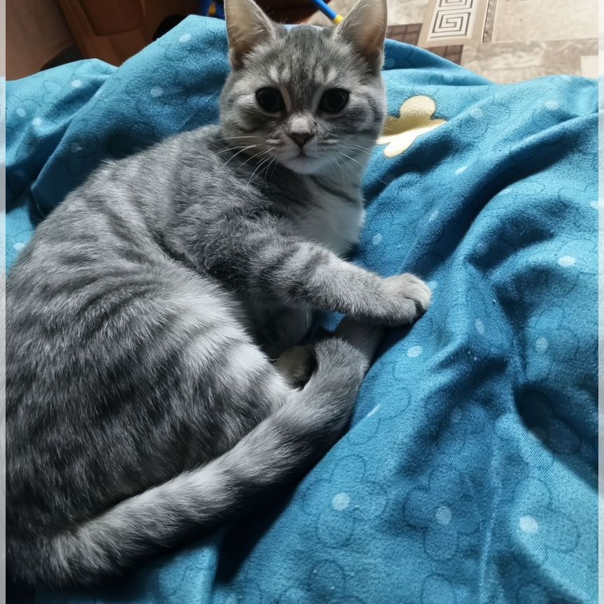 Бурмилла котёнок